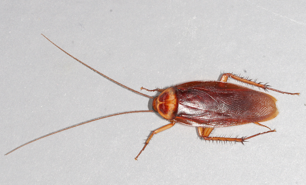 Sacramento Neighborhoods See Surge In Cockroach Infestations